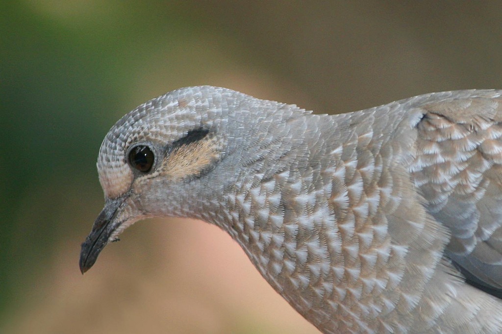 Foto avoante (Zenaida auriculata) Por Reni Santos | Wiki Aves - A ...