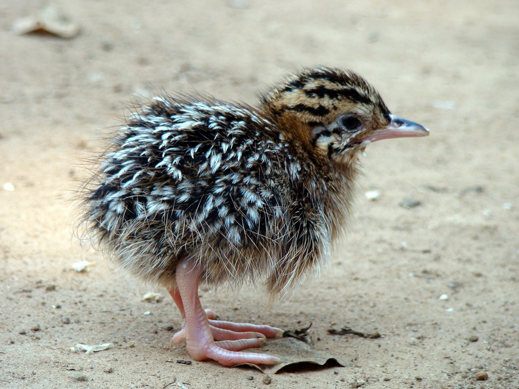 Foto perdiz (Rhynchotus rufescens) Por Lázara Garcia | Wiki Aves - A ...