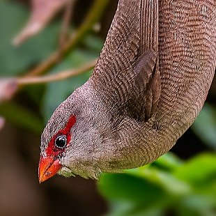 Estrildidae | WikiAves - A Enciclopédia das Aves do Brasil