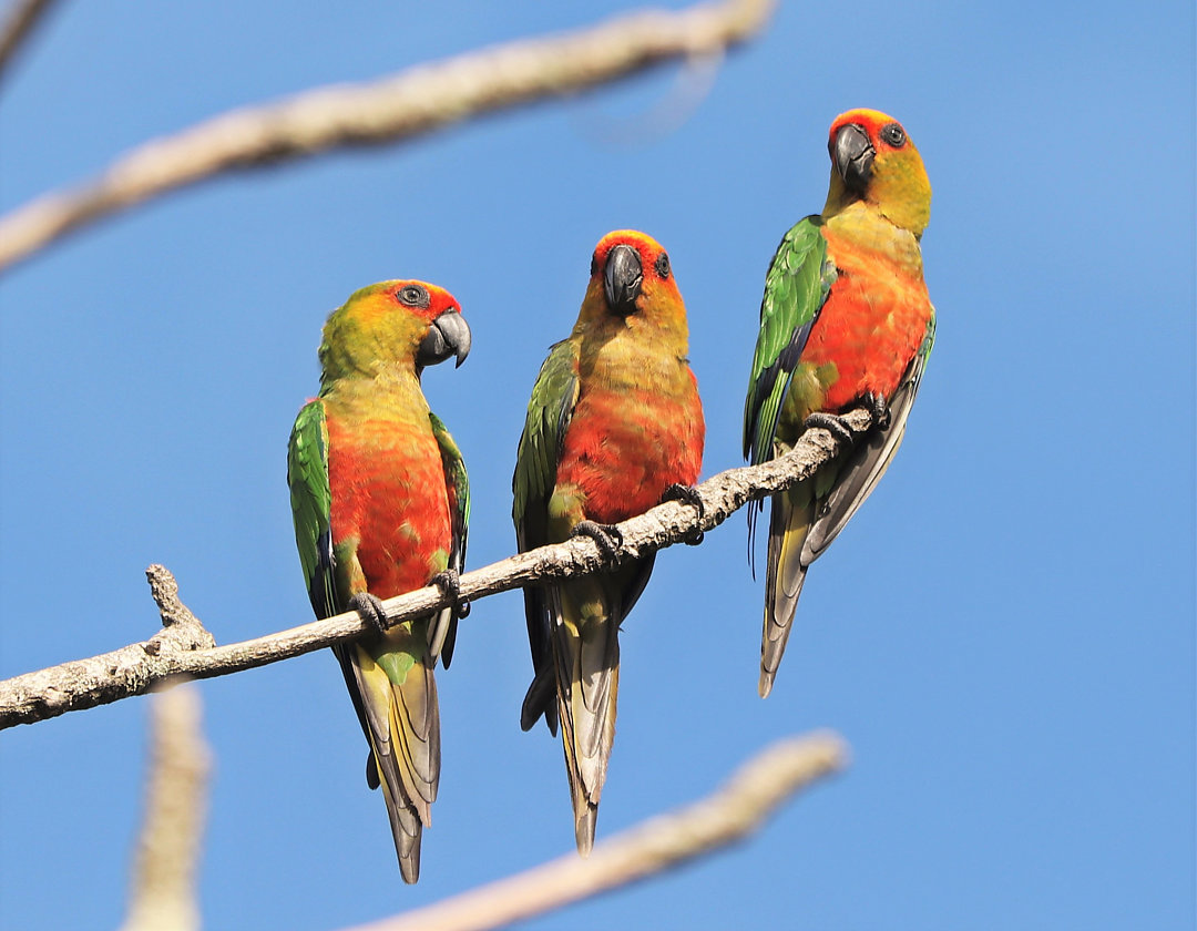 Foto jandaia-de-testa-vermelha (Aratinga auricapillus) Por Chermont P ...