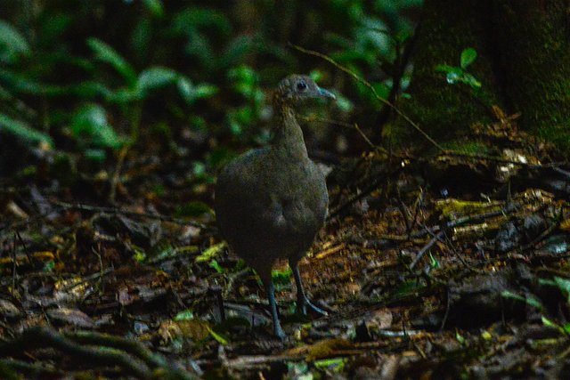 Foto macuco (Tinamus solitarius) Por Rafaella Mata | Wiki Aves - A ...