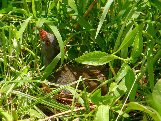 turu-turu (Neocrex erythrops) | WikiAves - A Enciclopédia das Aves do ...