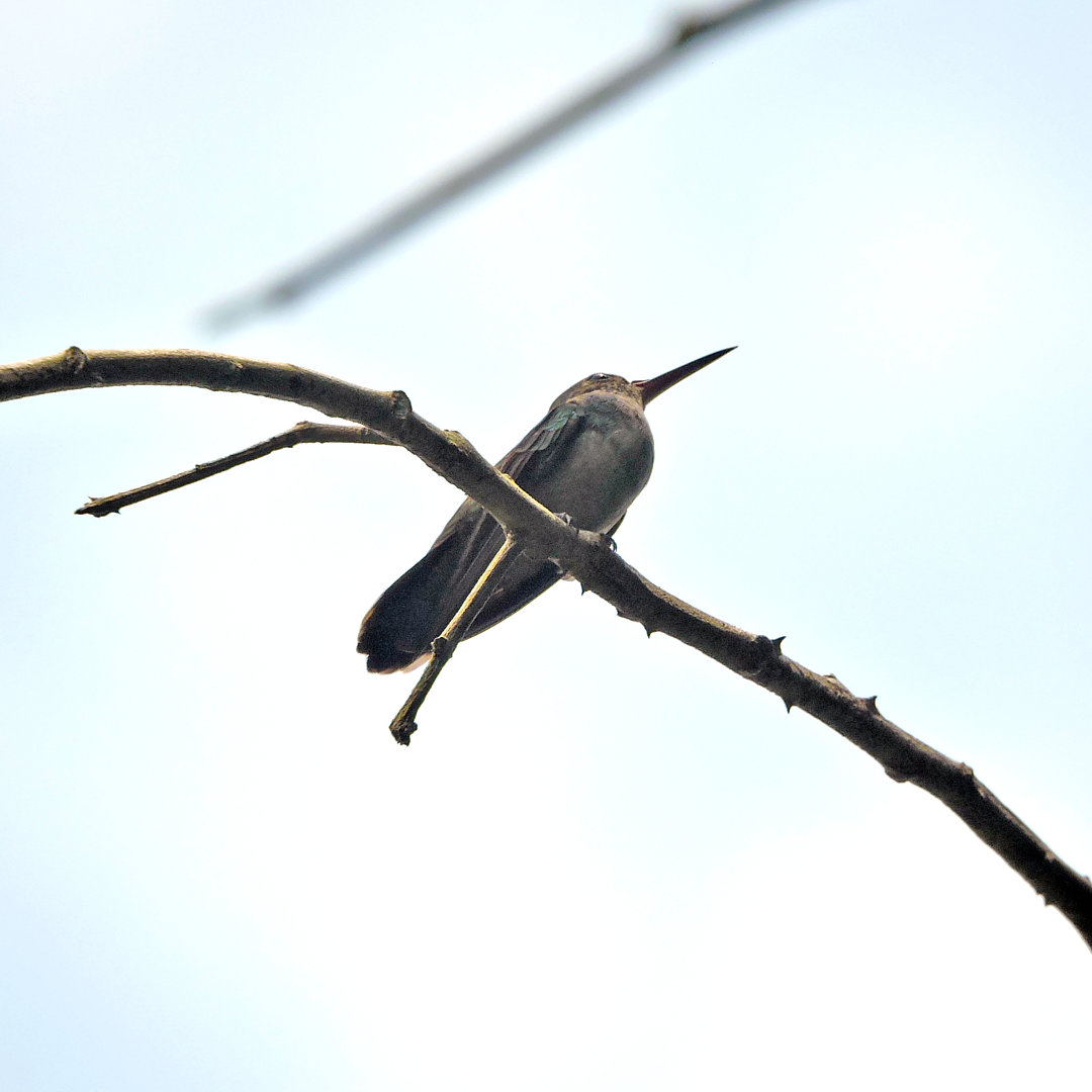 Foto beija-flor-de-peito-azul (Chionomesa lactea) Por Fatima Vargas ...
