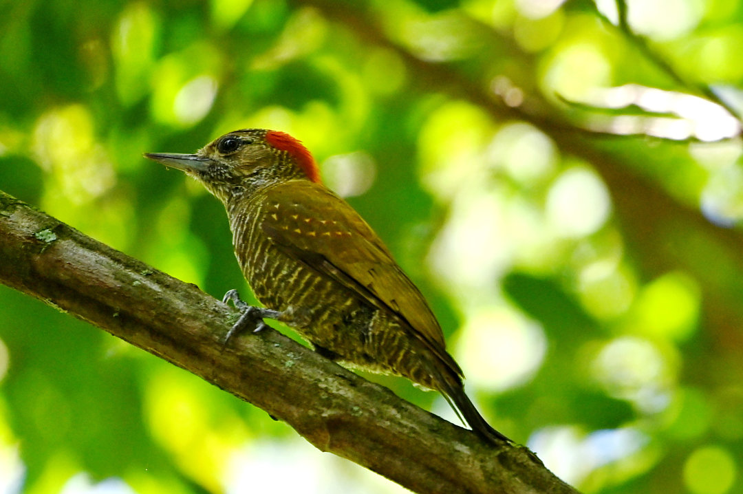 Foto pica-pau-pequeno (Veniliornis passerinus) Por Evando Almeida ...