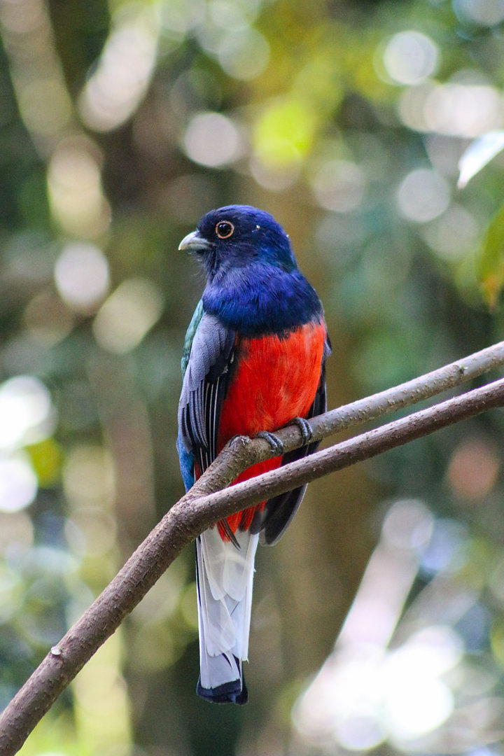Foto surucuá-variado (Trogon surrucura) Por Isabella Surjus | Wiki Aves ...