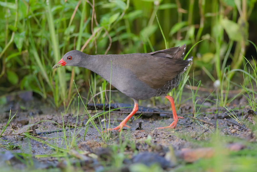 Foto turu-turu (Neocrex erythrops) Por Lindemberg Caranha | Wiki Aves ...
