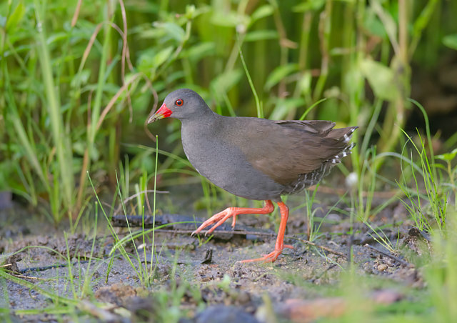 Foto turu-turu (Neocrex erythrops) Por Lindemberg Caranha | Wiki Aves ...