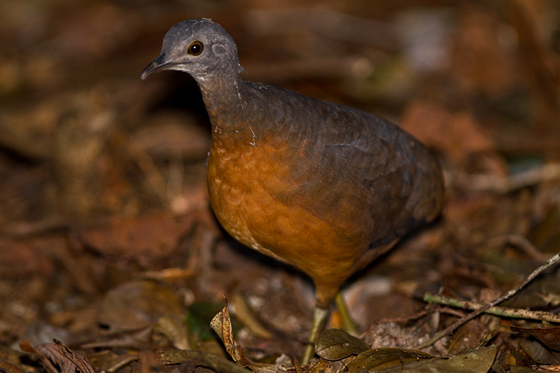 Foto tururim (Crypturellus soui) Por Justiniano Magnago | Wiki Aves - A ...