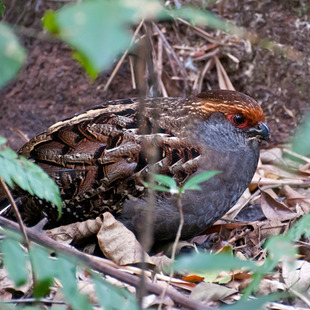 uru (Odontophorus capueira) | WikiAves - A Enciclopédia das Aves do Brasil