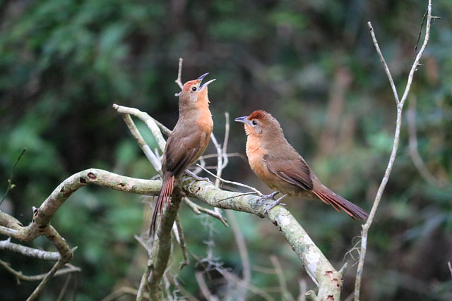 Foto joão-botina-do-brejo (Phacellodomus ferrugineigula) Por Carlos ...