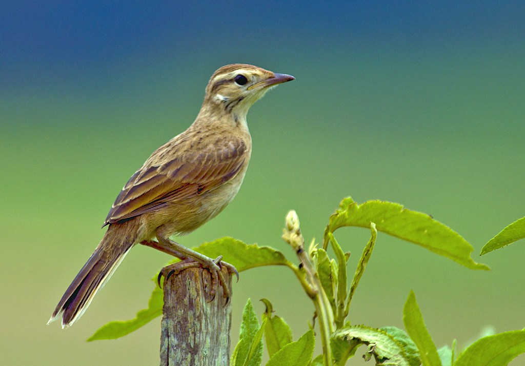 Foto cochicho (Anumbius annumbi) Por Renerio Almeida | Wiki Aves - A ...