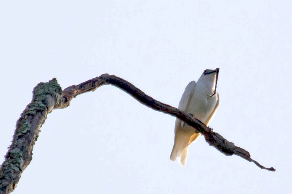 Foto araponga-da-amazônia (Procnias albus) Por Celuta Machado | Wiki ...