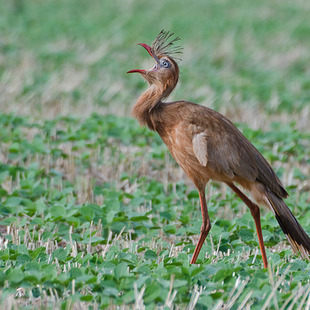 Cariamidae | WikiAves - A Enciclopédia das Aves do Brasil
