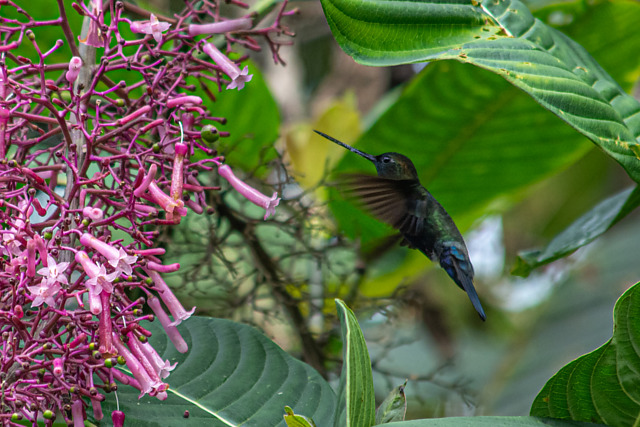 Foto bico-de-lança (Doryfera johannae) Por Adrian Rupp | Wiki Aves - A ...