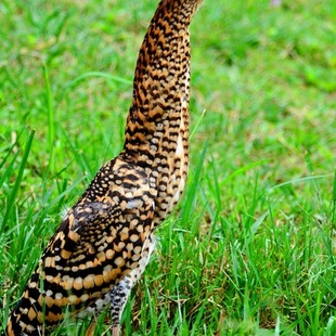 socó-boi (Tigrisoma lineatum) | WikiAves - A Enciclopédia das Aves do ...