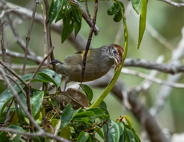 Foto vite-vite-de-olho-cinza (Hylophilus amaurocephalus) Por Fernanda ...