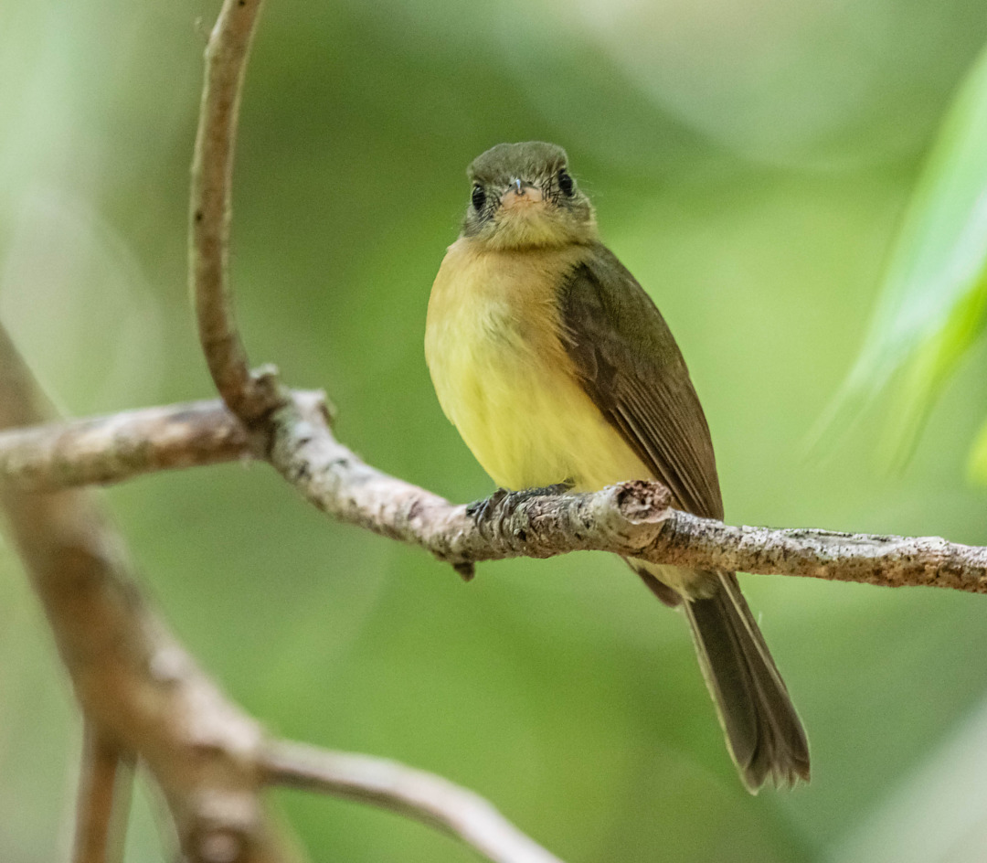 Foto assanhadinho (Myiobius barbatus) Por Fernanda Fernandes ...