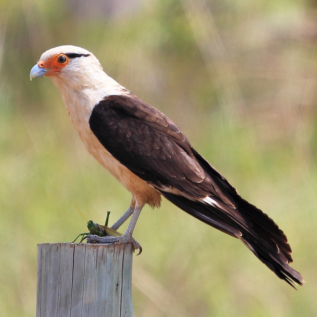 carrapateiro (Milvago chimachima) | WikiAves - A Enciclopédia das Aves ...