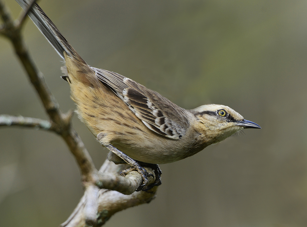Foto sabiá-do-campo (Mimus saturninus) Por Maria Jucá | Wiki Aves - A ...