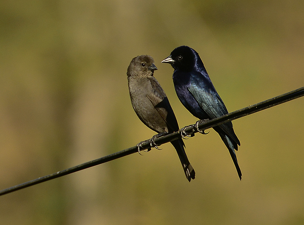Foto chupim (Molothrus bonariensis) Por Maria Jucá | Wiki Aves - A ...