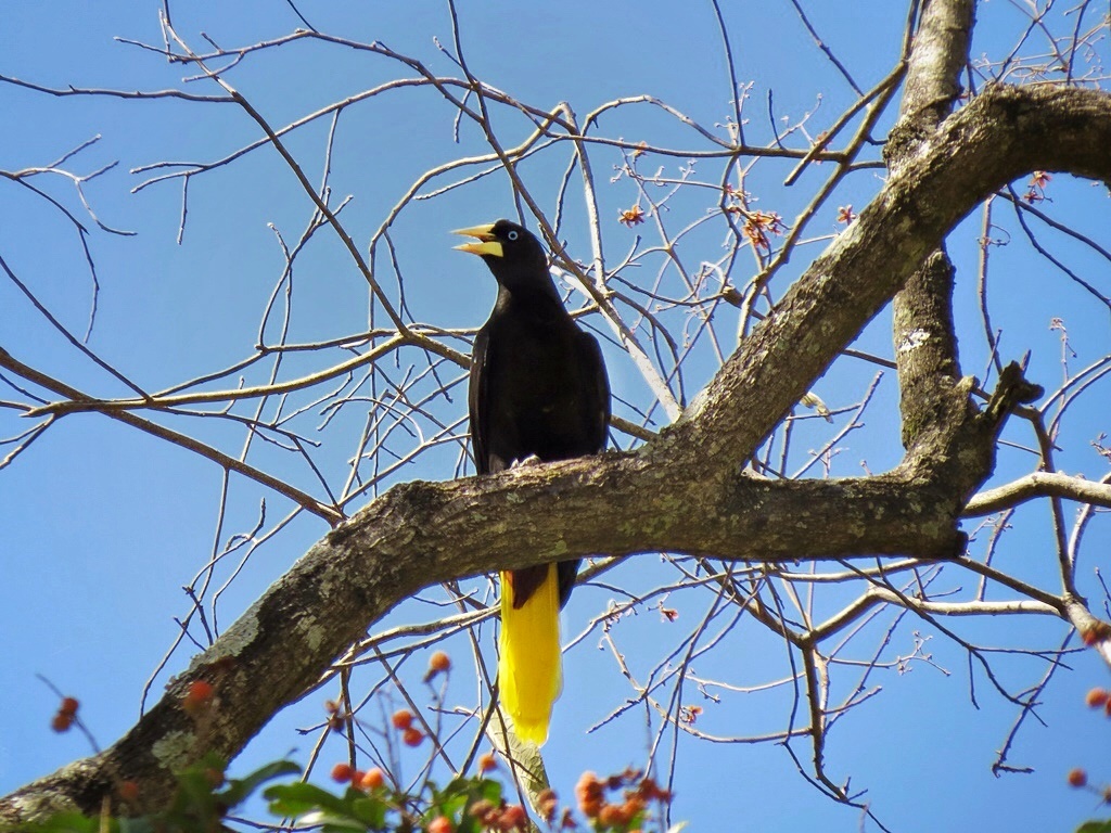 Foto japu (Psarocolius decumanus) Por Sávio B Moraes | Wiki Aves - A Enciclopédia das Aves do Brasil