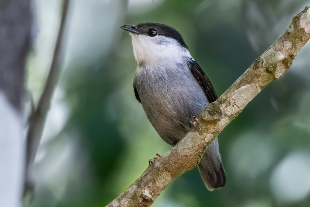 Foto rendeira (Manacus manacus) Por Solon Souza | Wiki Aves - A ...