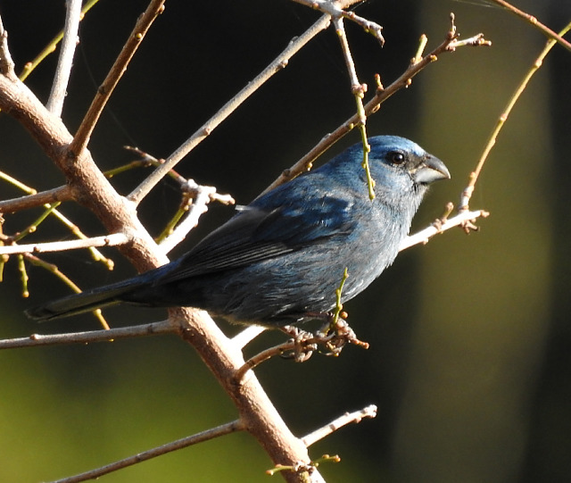 Foto azulinho (Cyanoloxia glaucocaerulea) Por Roberta Rödel | Wiki Aves ...