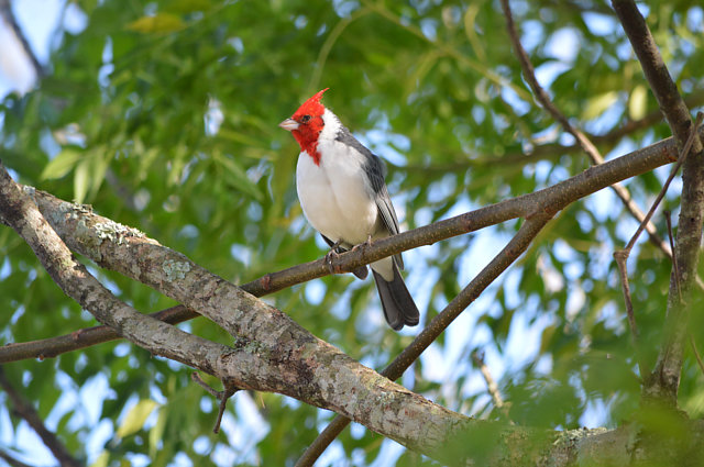 Foto cardeal (Paroaria coronata) Por Carlos Almeida 3 | Wiki Aves - A ...