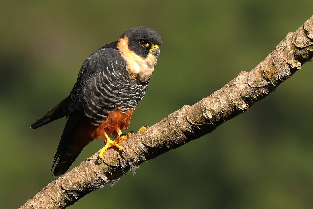 Foto cauré (Falco rufigularis) Por Leonardo Casadei | Wiki Aves - A ...