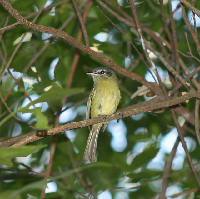 Foto bico-chato-de-orelha-preta (Tolmomyias sulphurescens) Por Ives ...