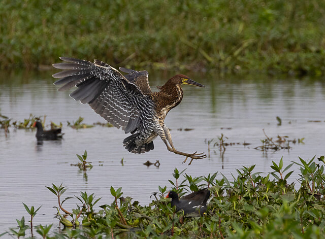 Foto socó-boi (Tigrisoma lineatum) Por Ronaldo L. G. | Wiki Aves - A ...