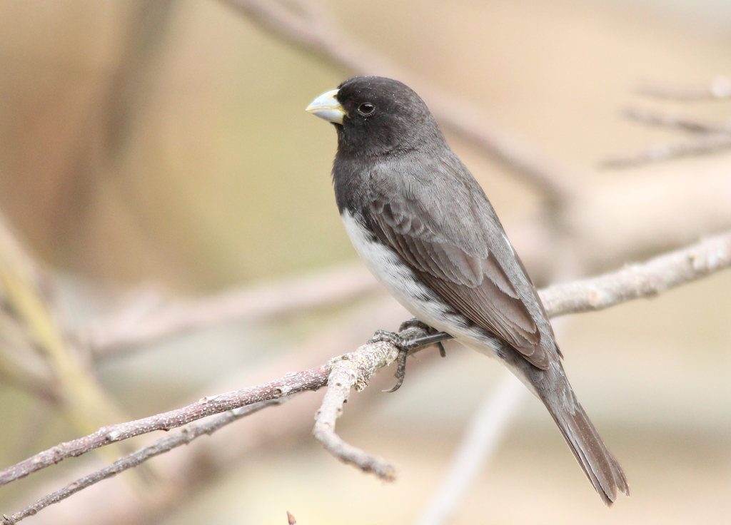 Foto papa-capim-de-costas-cinza (Sporophila ardesiaca) Por Marco Marcos ...