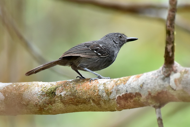 chororó-escuro (Cercomacroides tyrannina) | WikiAves - A Enciclopédia ...