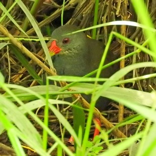 turu-turu (Neocrex erythrops) | WikiAves - A Enciclopédia das Aves do ...