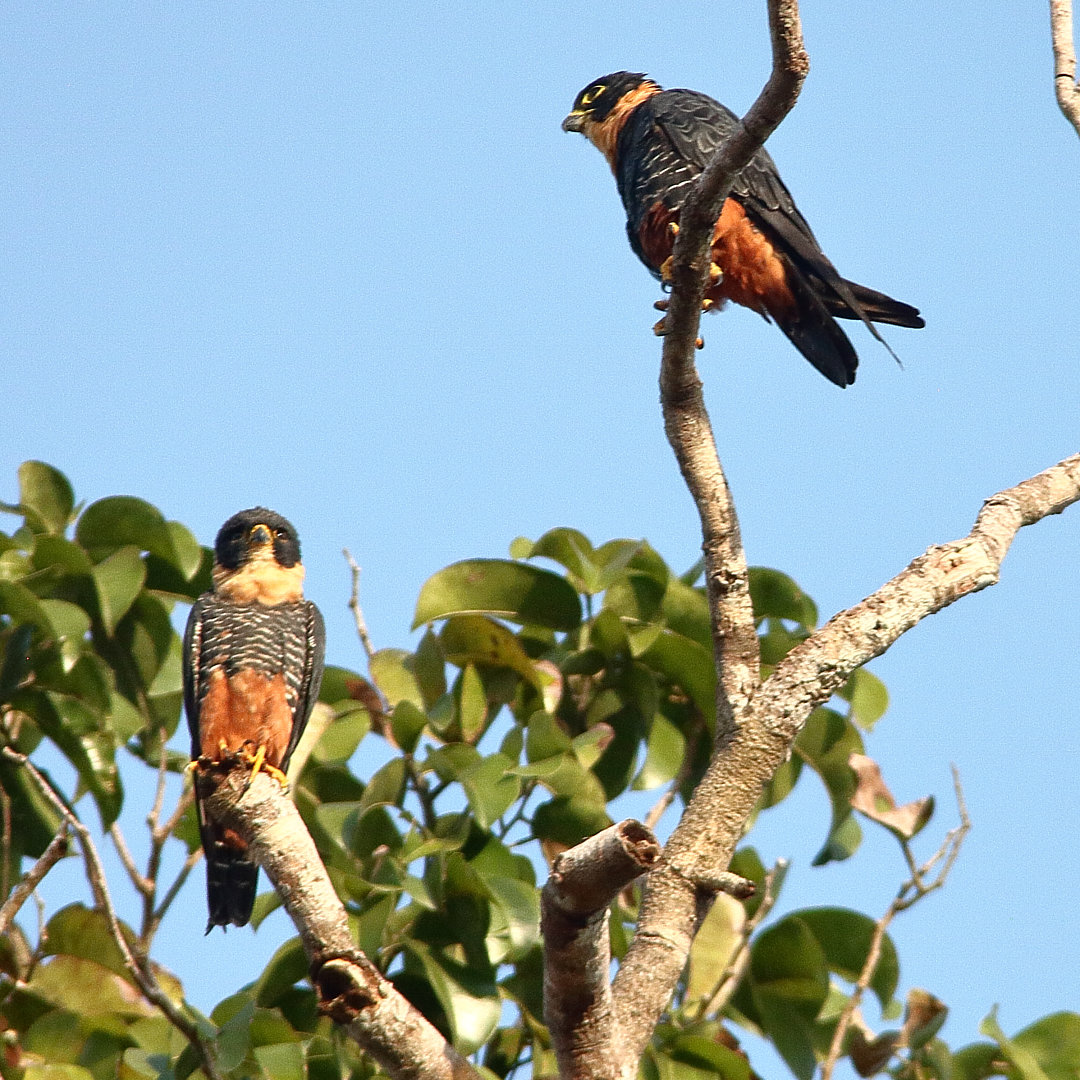 Foto cauré (Falco rufigularis) Por Ivo Zecchin | Wiki Aves - A ...