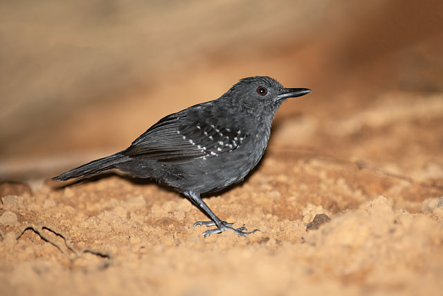 Foto formigueiro-do-caura (Myrmelastes caurensis) Por Cláudio Dias Timm ...