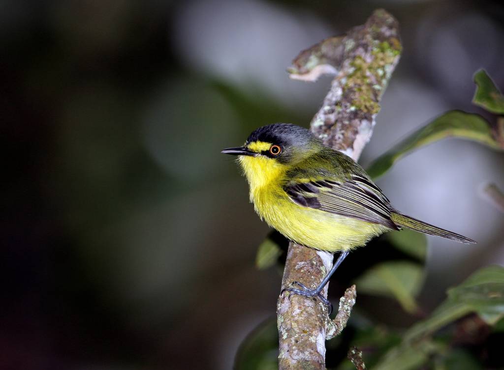 Foto teque-teque (Todirostrum poliocephalum) Por Guilherme Gallo Ortiz ...