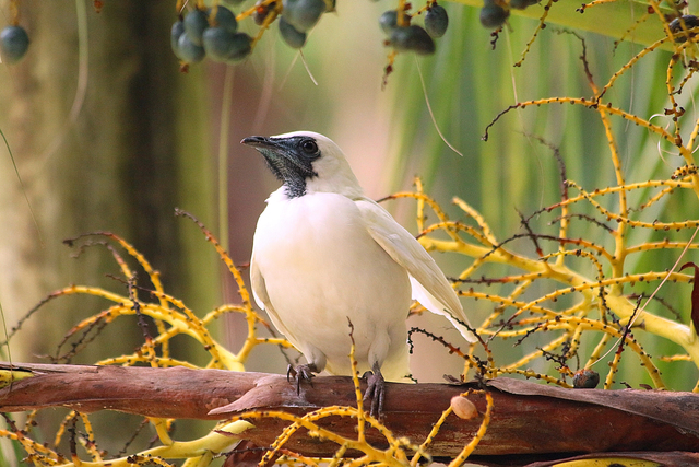 Foto araponga (Procnias nudicollis) Por Leonardo Casadei | Wiki Aves ...