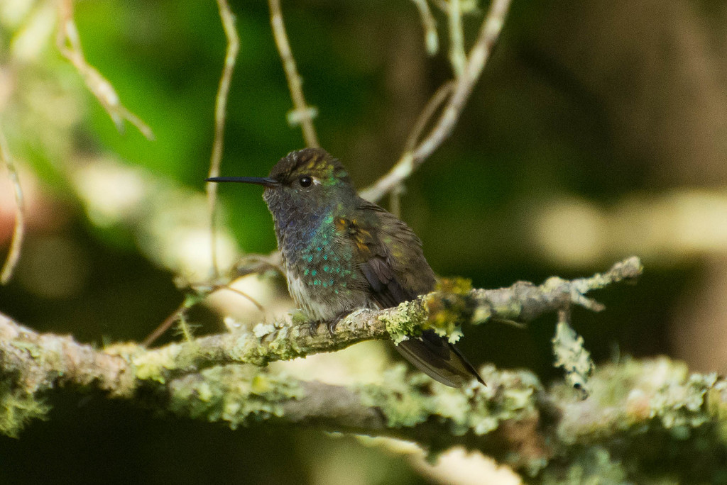 Foto beija-flor-de-peito-azul (Chionomesa lactea) Por Jean Jr Barcik ...