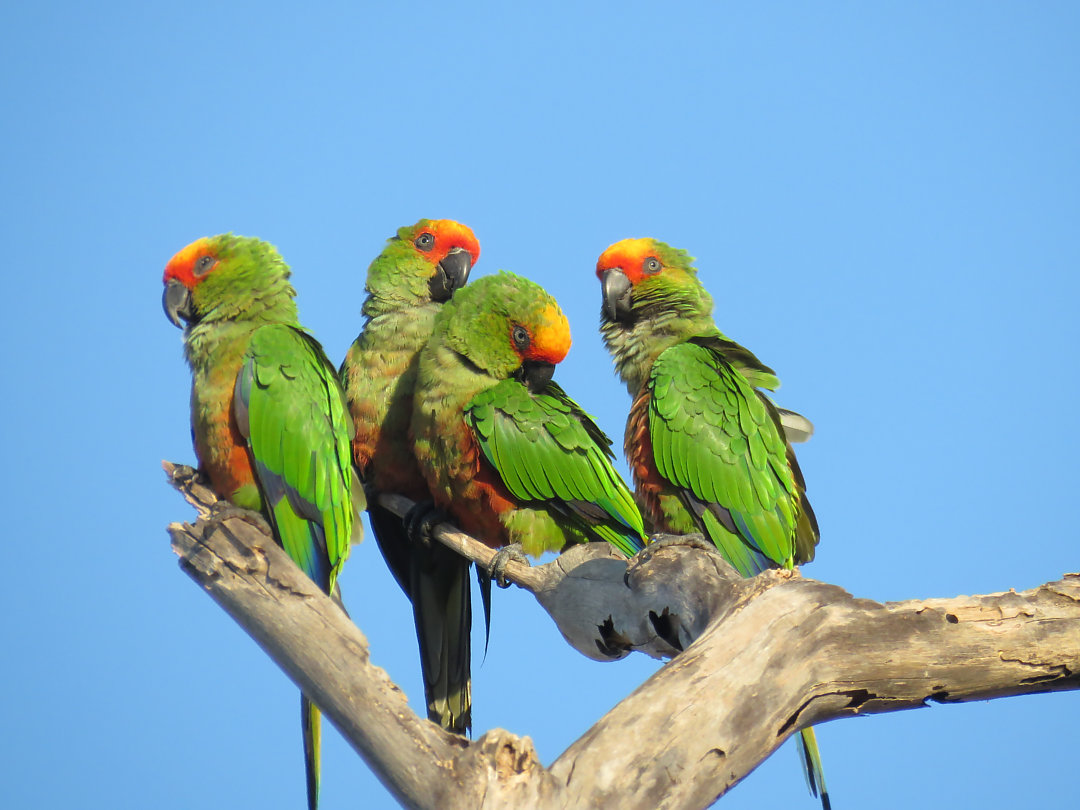 Foto jandaia-de-testa-vermelha (Aratinga auricapillus) Por Alex ALAMelo ...