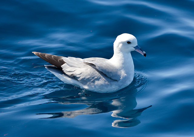 Foto pardelão-prateado (Fulmarus glacialoides) Por Leonardo Schuch Borges | Wiki Aves - A ...