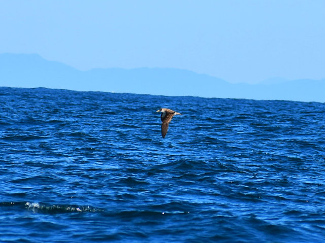 Foto cagarra-grande (Calonectris borealis) Por Rodrigo Bicudo Merege ...