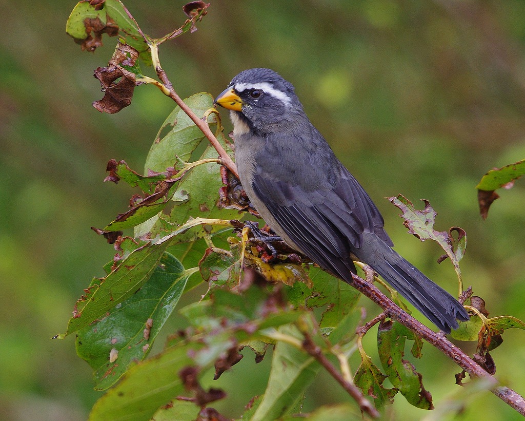 Foto bico-grosso (Saltator maxillosus) Por Francisco Kallen | Wiki Aves ...