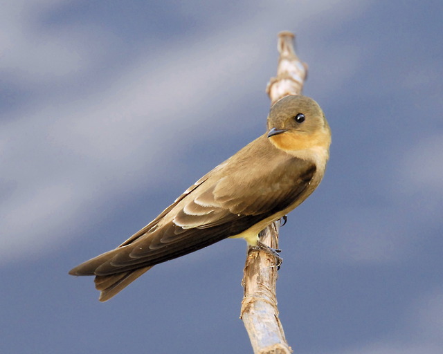 Andorinhas e Andorinhões | WikiAves - A Enciclopédia das Aves do Brasil