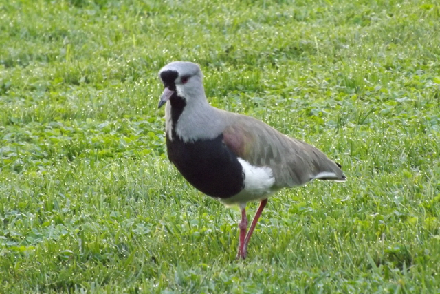 Foto quero-quero (Vanellus chilensis) Por Ives Vergara | Wiki Aves - A ...