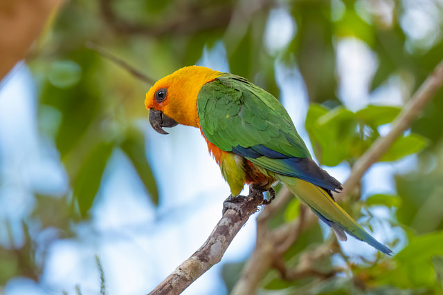 Foto jandaia-verdadeira (Aratinga jandaya) Por Marcelo Telles | Wiki ...