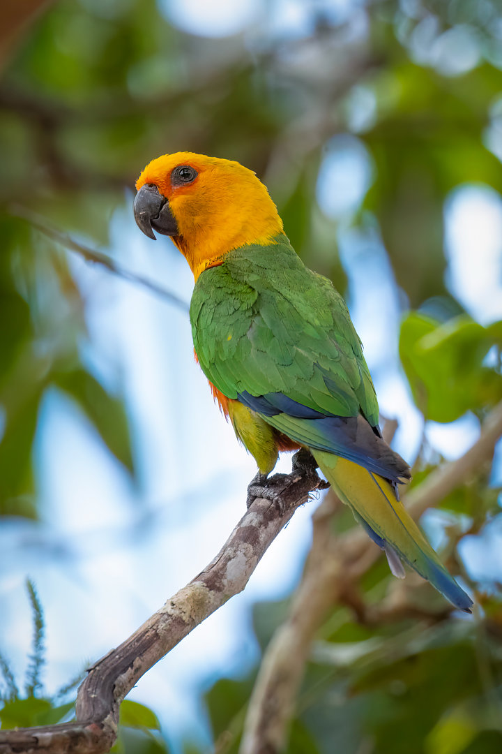 Foto jandaia-verdadeira (Aratinga jandaya) Por Marcelo Telles | Wiki ...