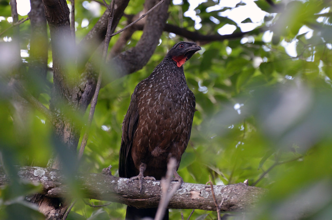 Foto jacuguaçu (Penelope obscura) Por Andre Lemos | Wiki Aves - A ...