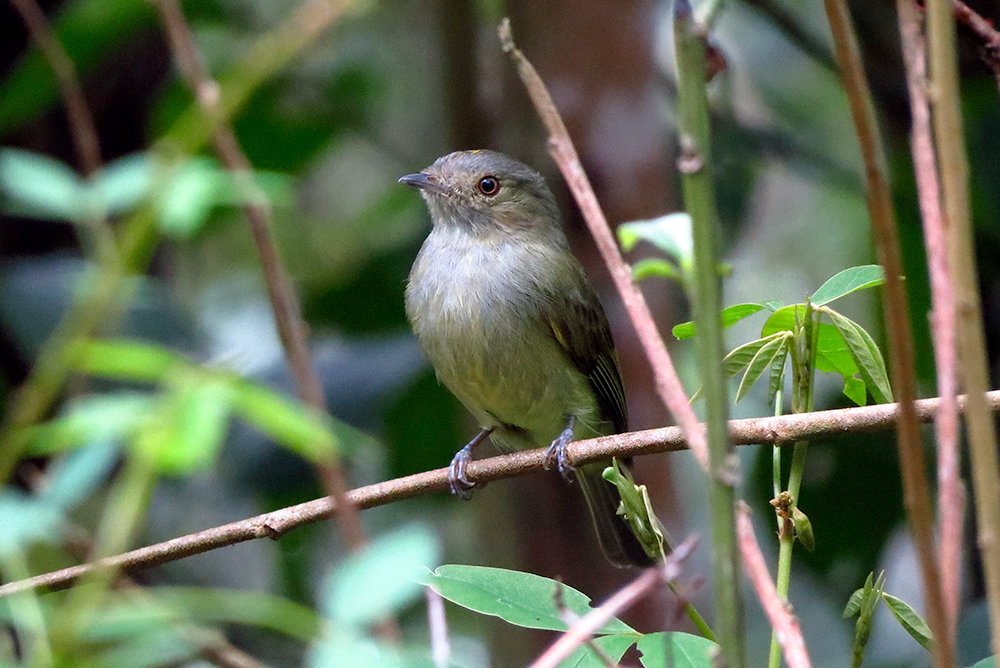 Foto fruxu (Neopelma chrysolophum) Por Fernando Pacheco | Wiki Aves - A ...