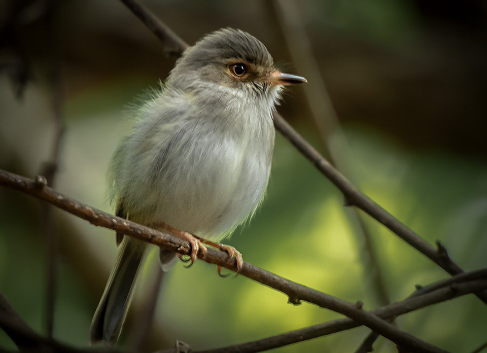 Foto maria-de-olho-claro (Atalotriccus pilaris) Por Marcelo Camacho ...